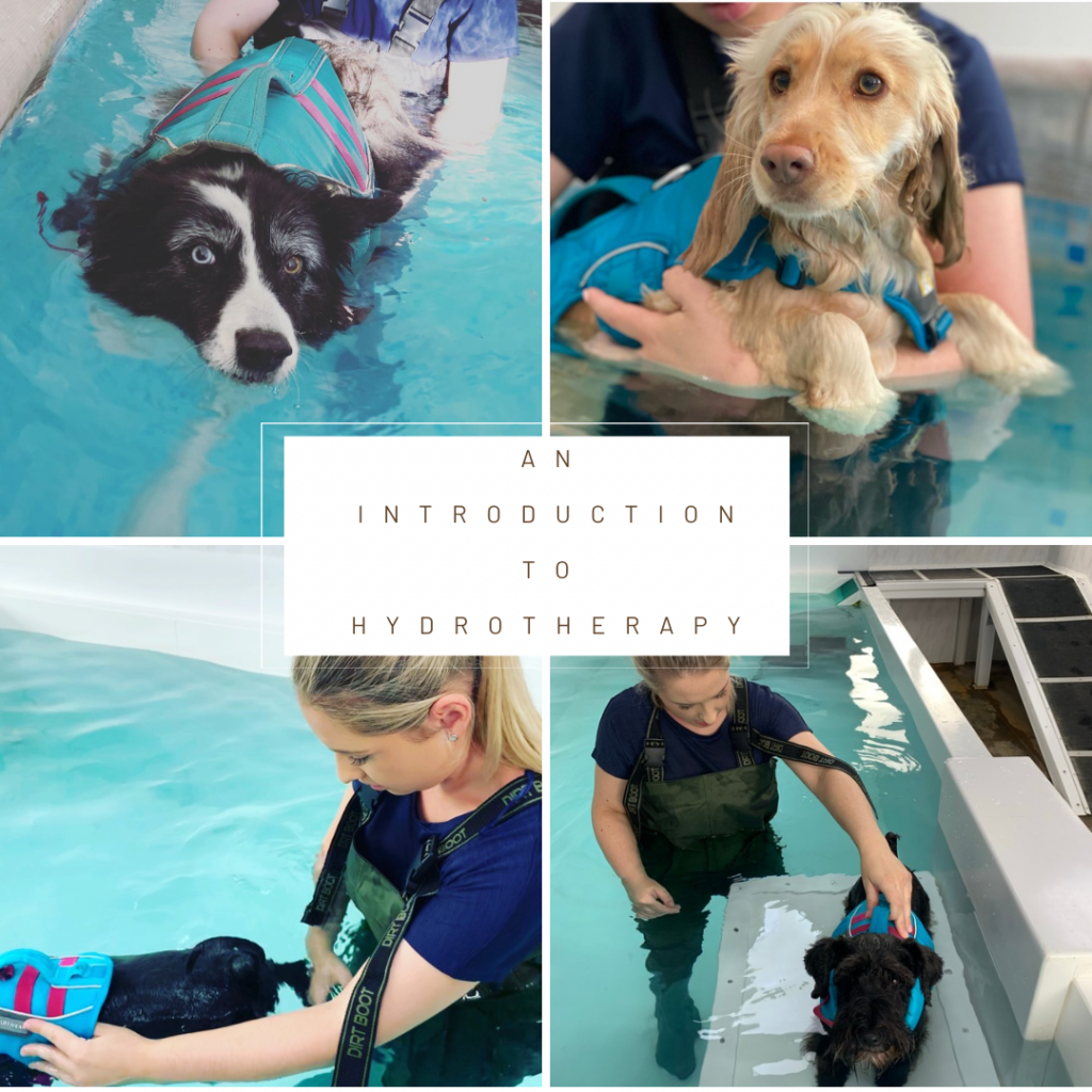 An Introduction to Hydrotherapy Webinar